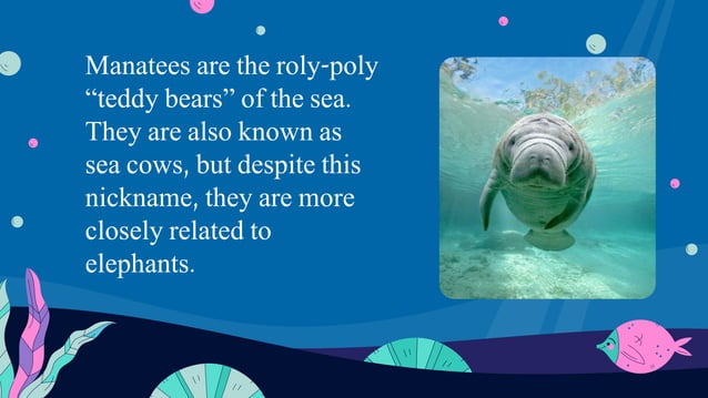 Manatees | PPT