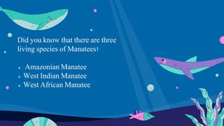 Manatees | PDF