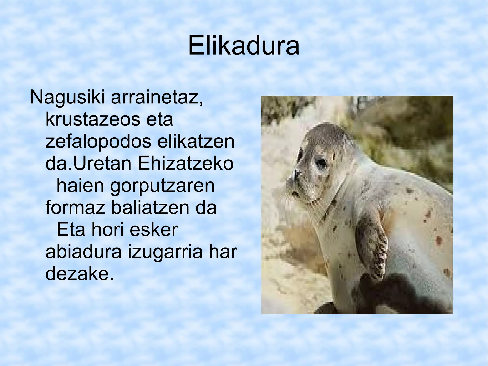 Itsas txakurra.june