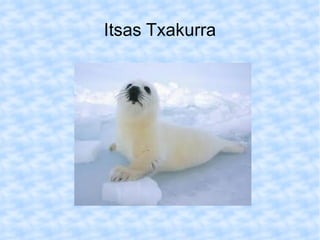 Itsas txakurra.june
