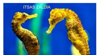 Itsas zaldia | PPTX