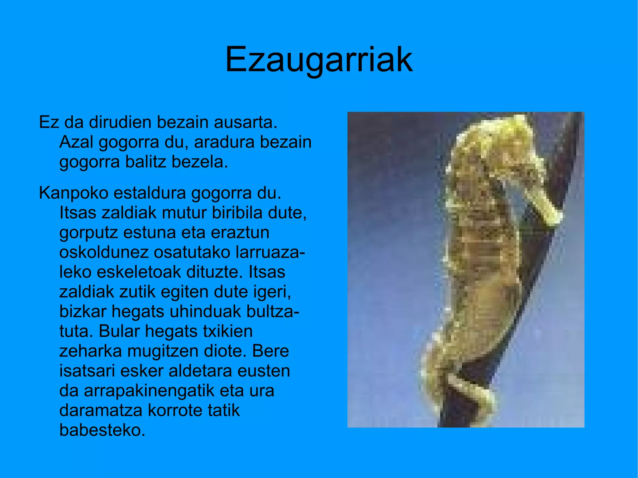 Itsas zaldia.nora