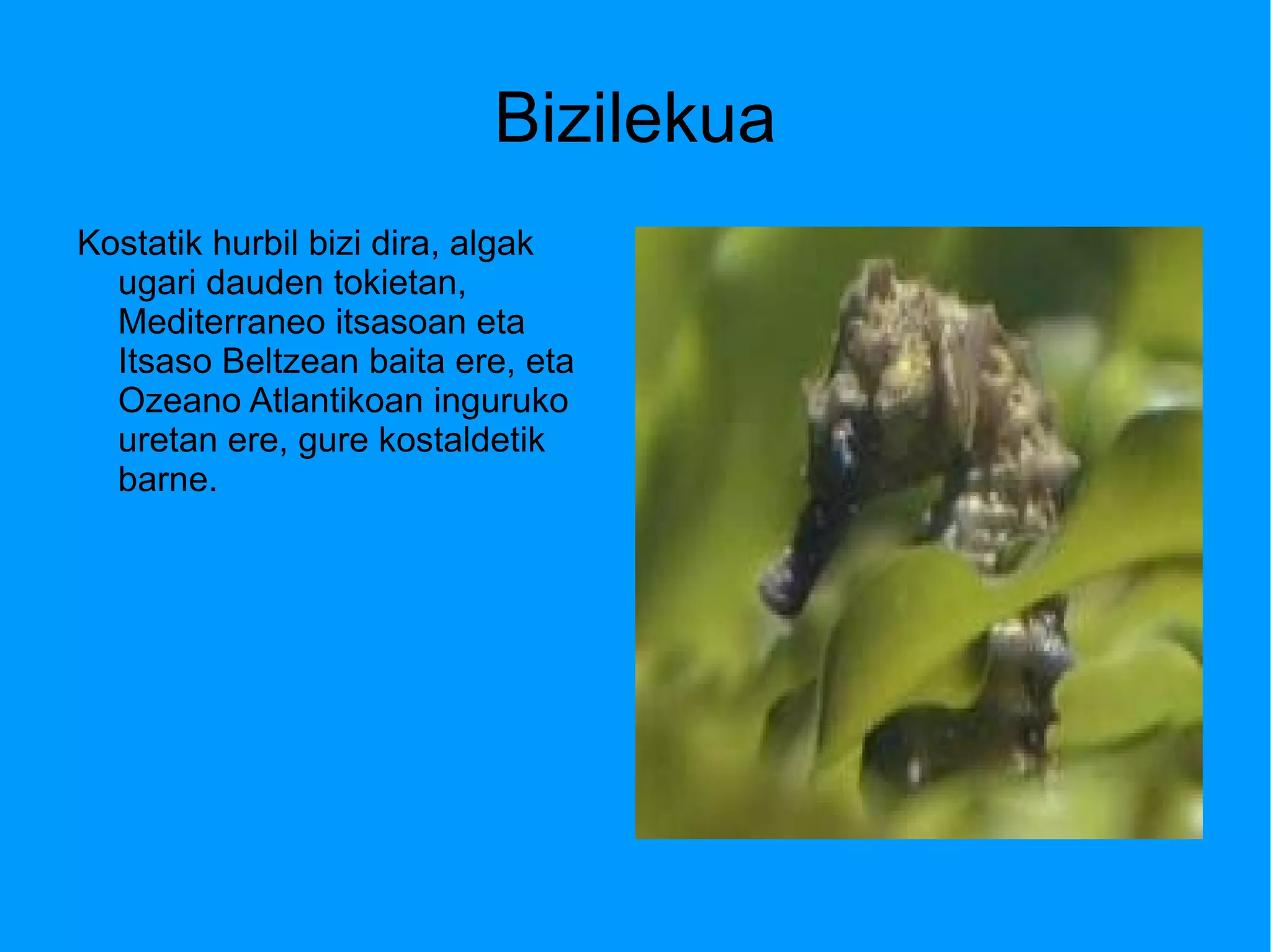 Itsas zaldia.nora