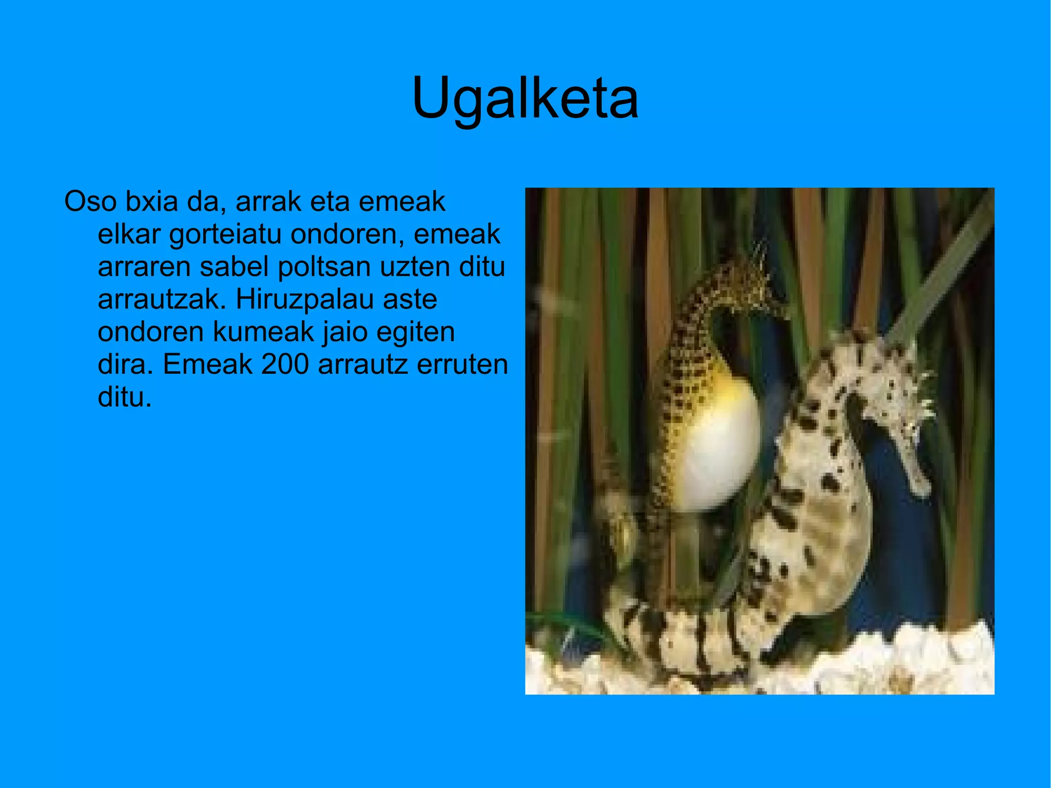 Itsas zaldia.nora