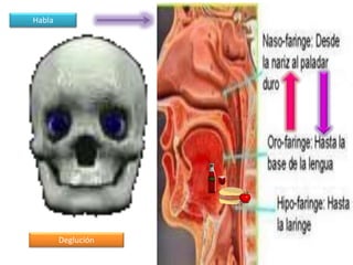 Itsmo y paladar blando (anatomía) | PPTX