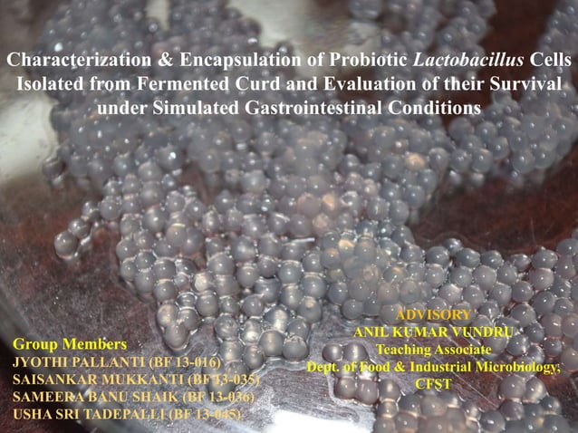 It's probiotics: encapsulation and isolation | PPTX | Digestive ...