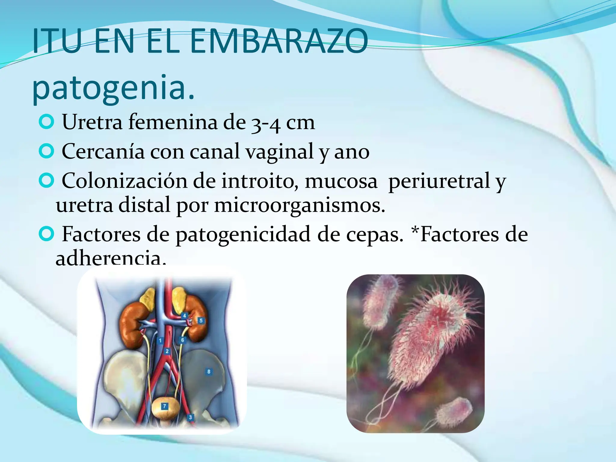 ITU en el embarazo definición y desarrollo | PPT