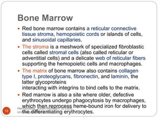 IUC_Haematology_ Lecture 2_Hemopoiesis-2021.pptx