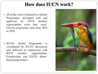 IUCN Criteria | PPTX