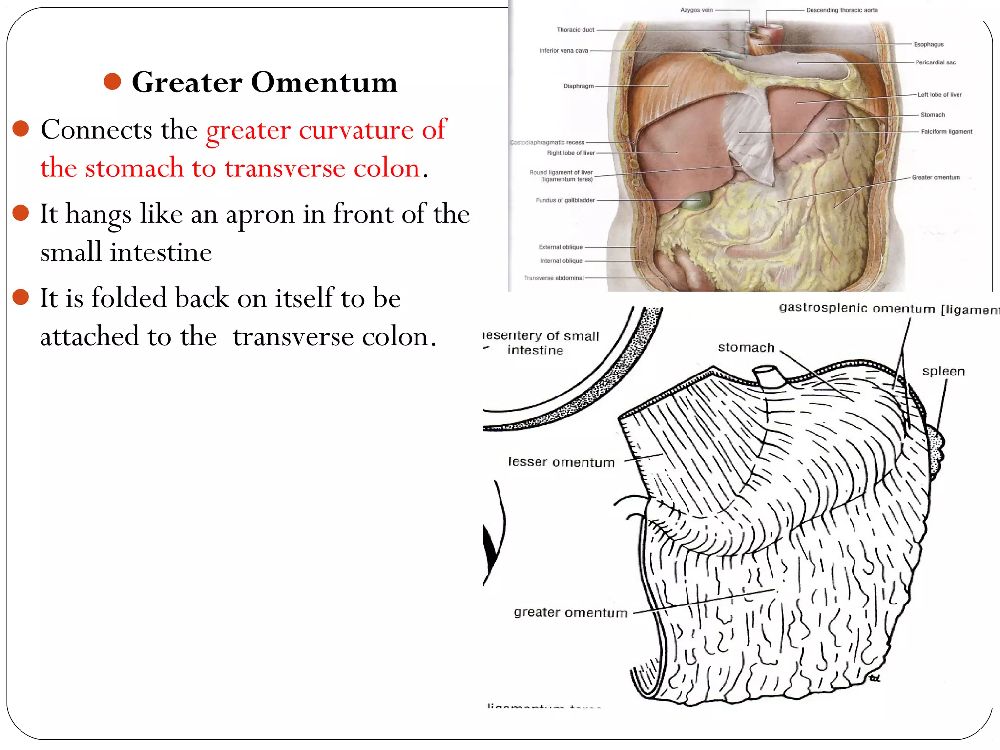 peritoneum and peritoneal cavity | PPT