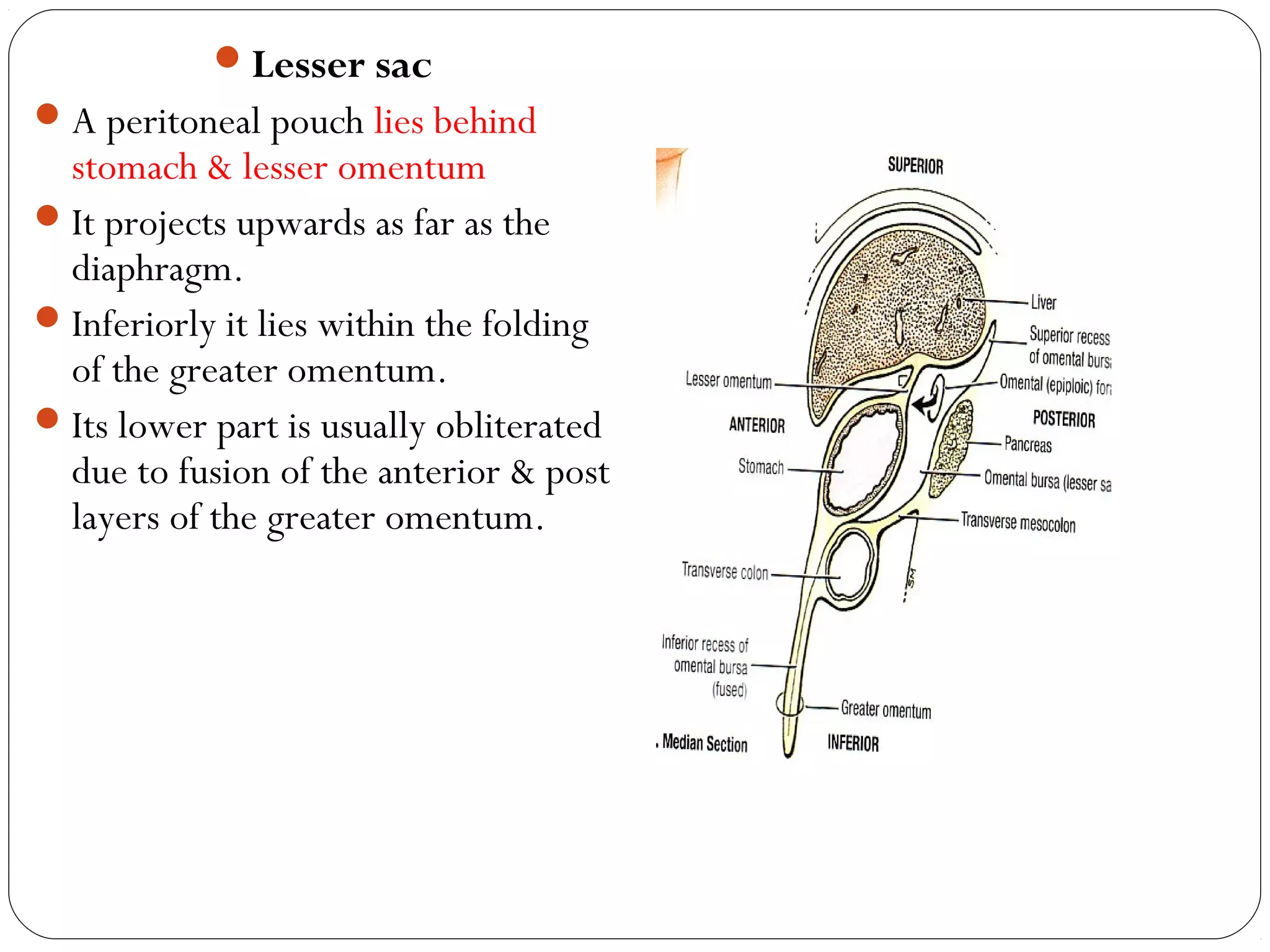 peritoneum and peritoneal cavity | PPT