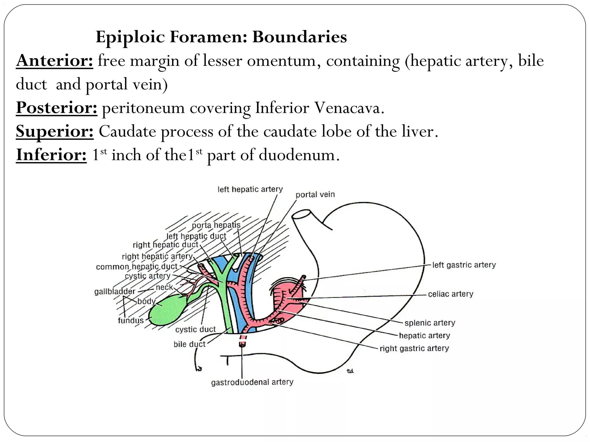 peritoneum and peritoneal cavity | PPT