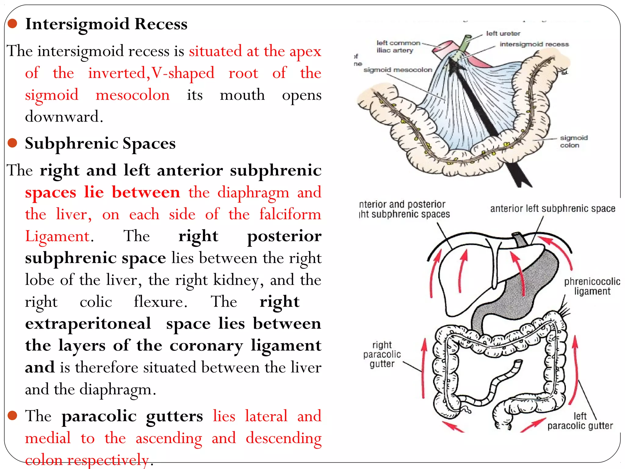 peritoneum and peritoneal cavity | PPT