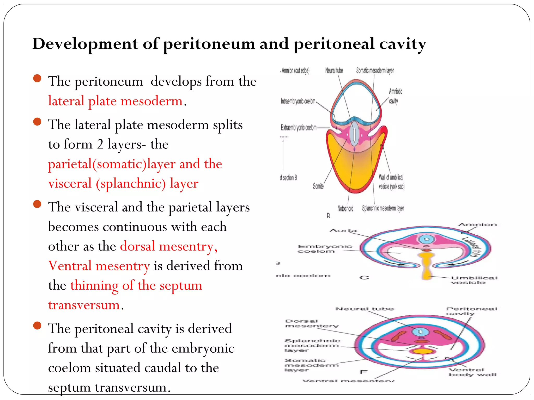 peritoneum and peritoneal cavity | PPT