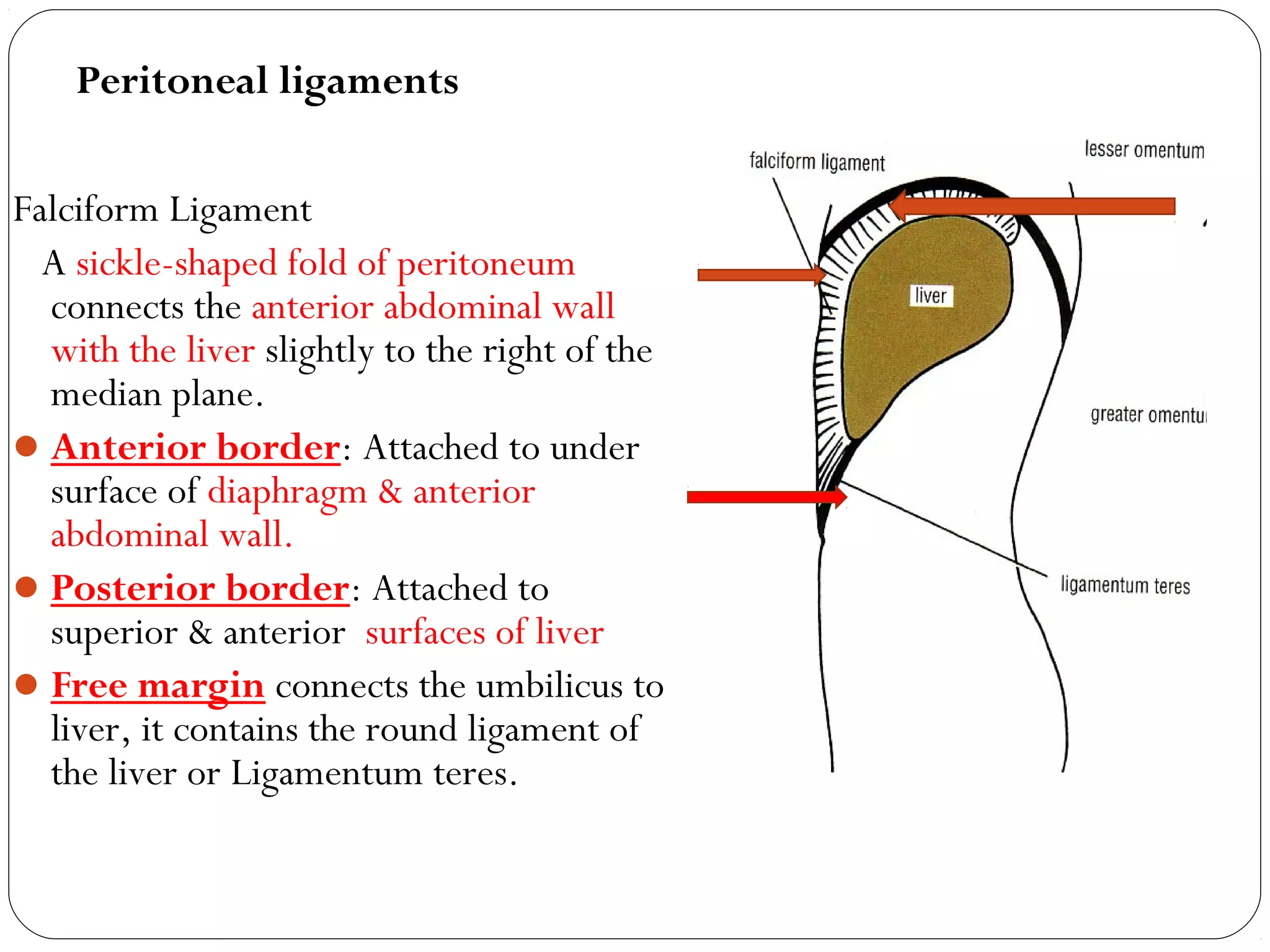 peritoneum and peritoneal cavity | PPT