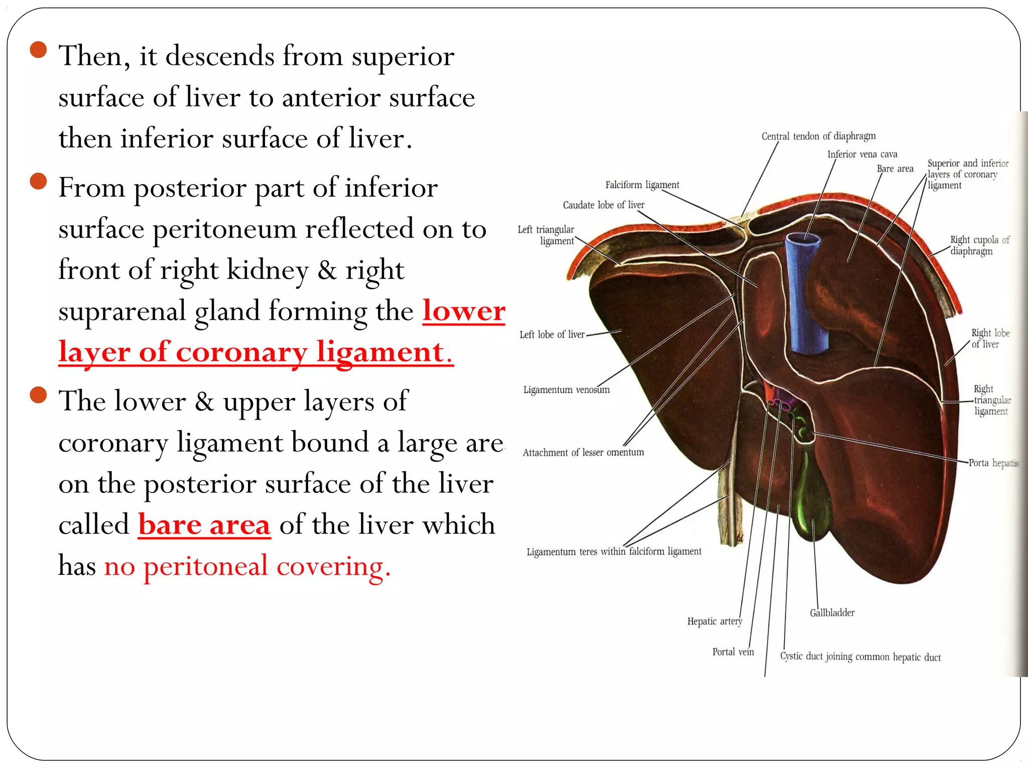 peritoneum and peritoneal cavity | PPT