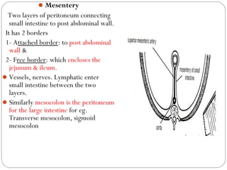 peritoneum and peritoneal cavity | PPT