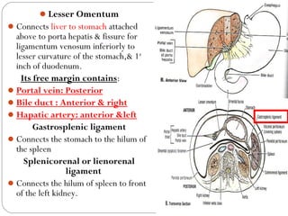 peritoneum and peritoneal cavity | PPT