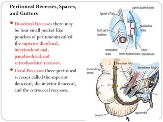 peritoneum and peritoneal cavity | PPT