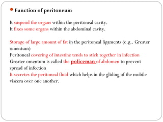 peritoneum and peritoneal cavity | PPT