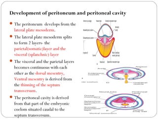 peritoneum and peritoneal cavity | PPT