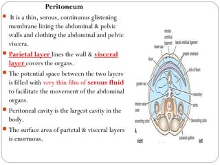 peritoneum and peritoneal cavity | PPT