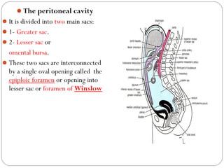 The Peritoneal Cavity Greater Sac Lesser Sac TeachMeAnatomy, 52% OFF