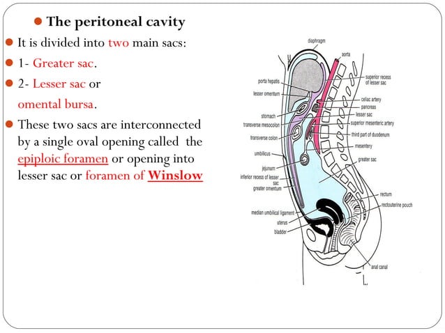 peritoneum and peritoneal cavity | PPT