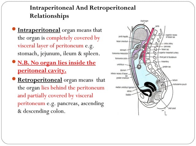 peritoneum and peritoneal cavity | PPT