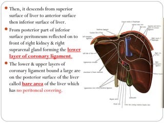 peritoneum and peritoneal cavity | PPT