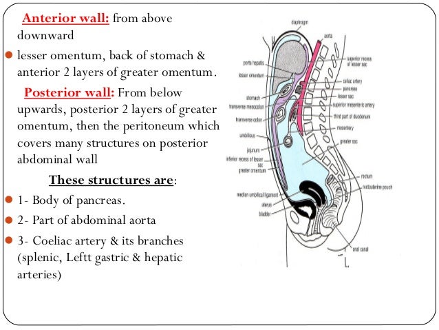 peritoneum and peritoneal cavity