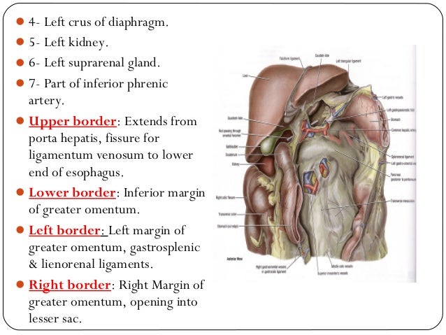 peritoneum and peritoneal cavity