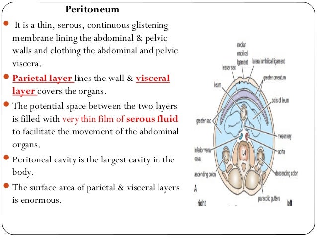peritoneum and peritoneal cavity