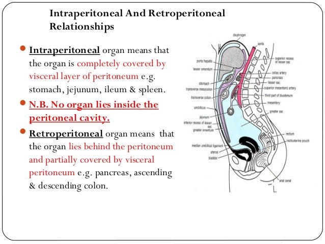 peritoneum and peritoneal cavity