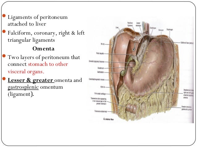 peritoneum and peritoneal cavity