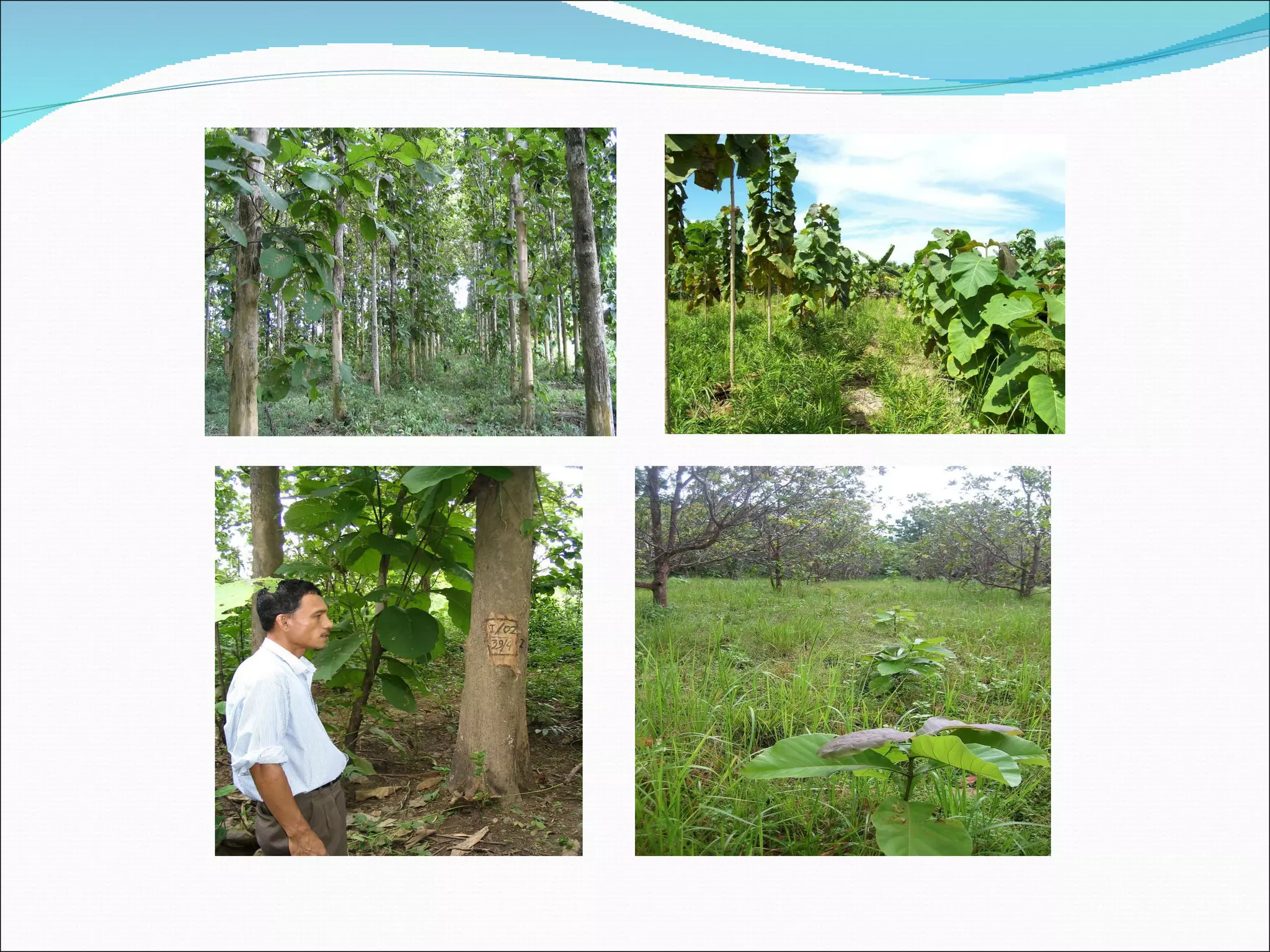 Farmers' Motivation to Adopt Teak Tree Growing in Southeast Sulawesi ...