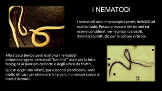 Iuzzolino Nuria-lavoro scienzeeeeee.pptx