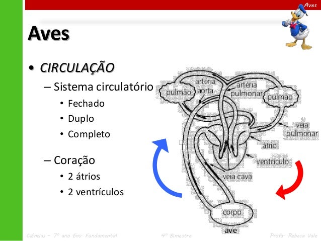 IV.4 aves