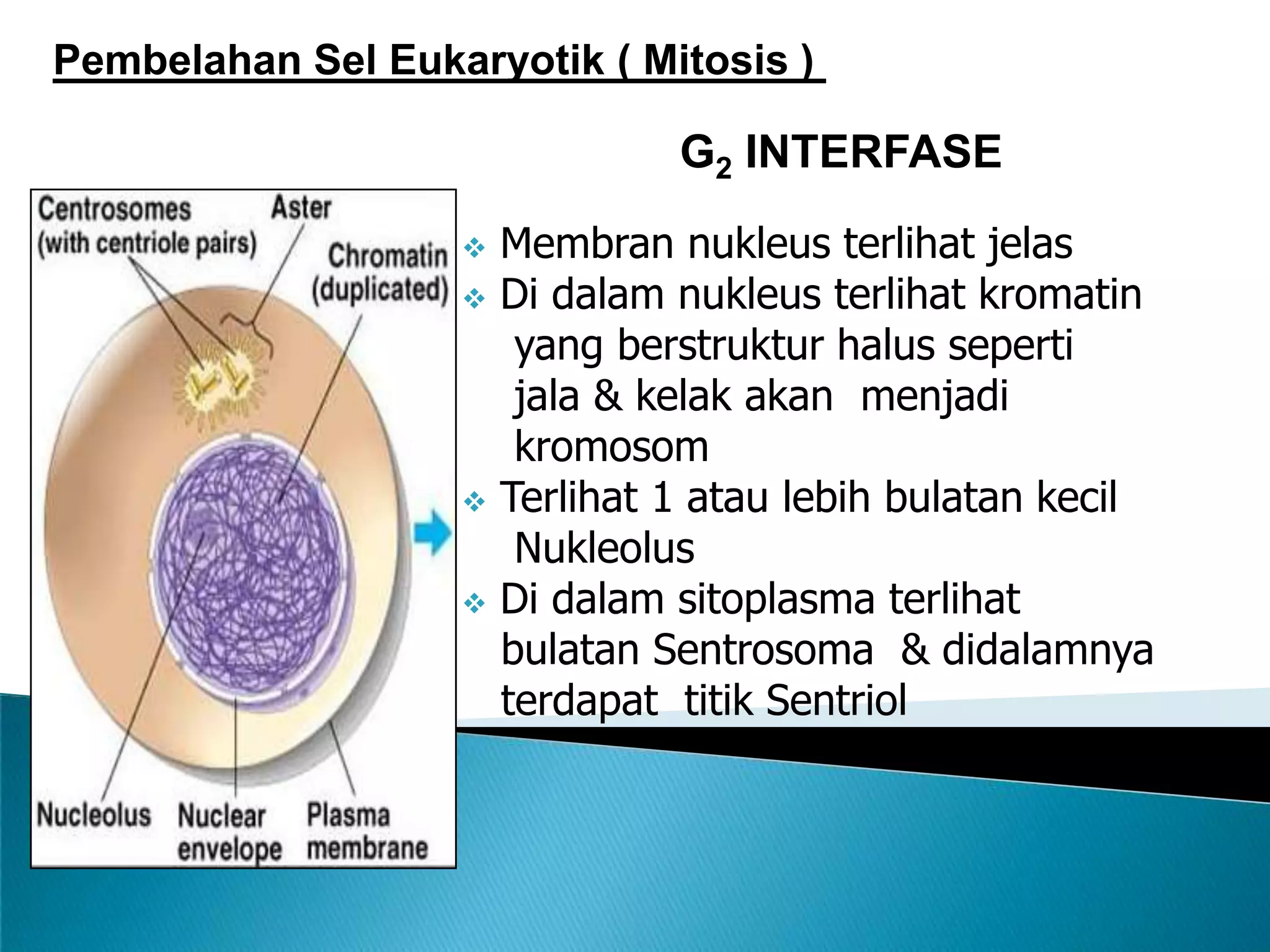 Materi Siklus sel | PPTX