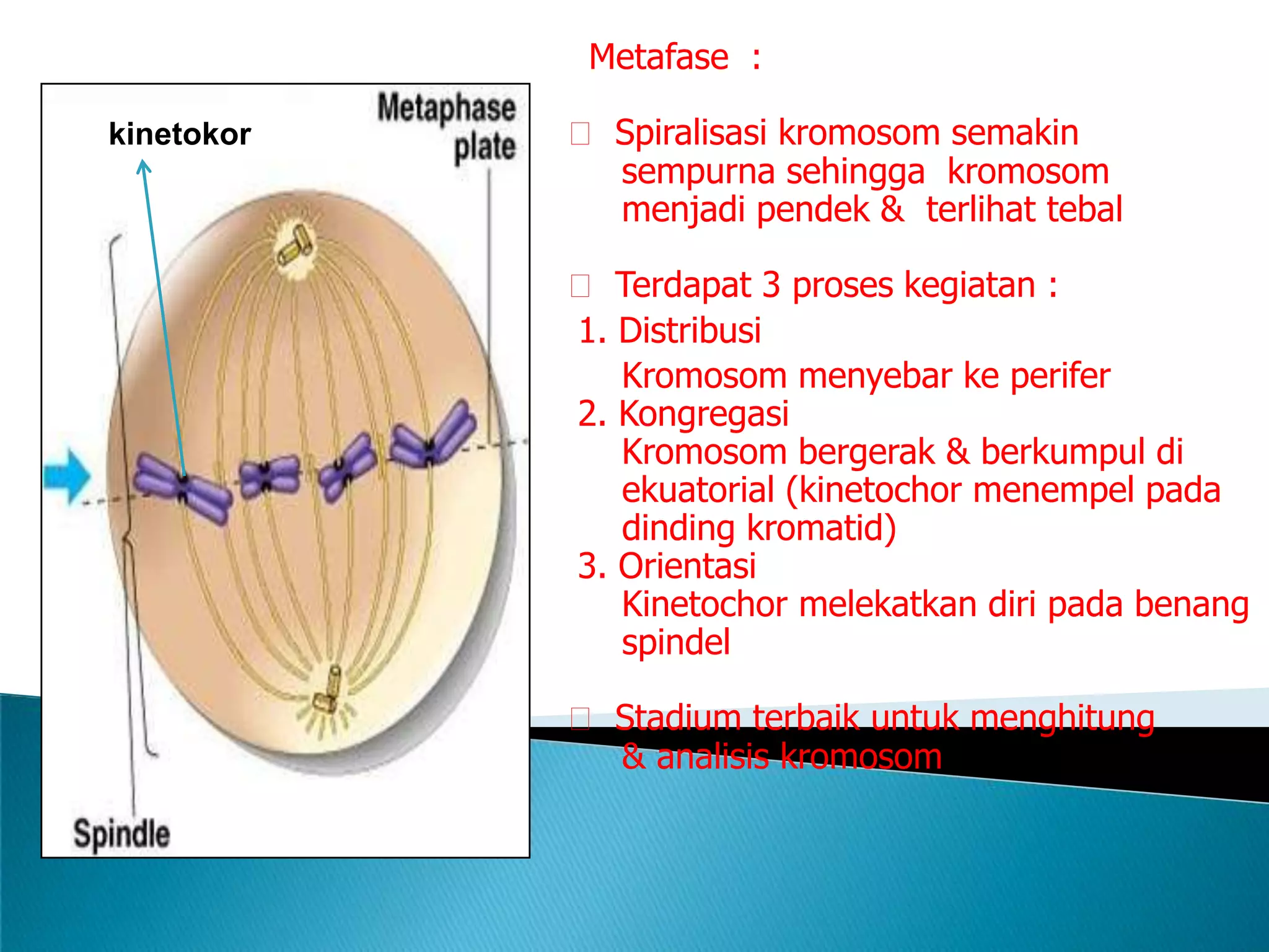 Materi Siklus sel | PPTX
