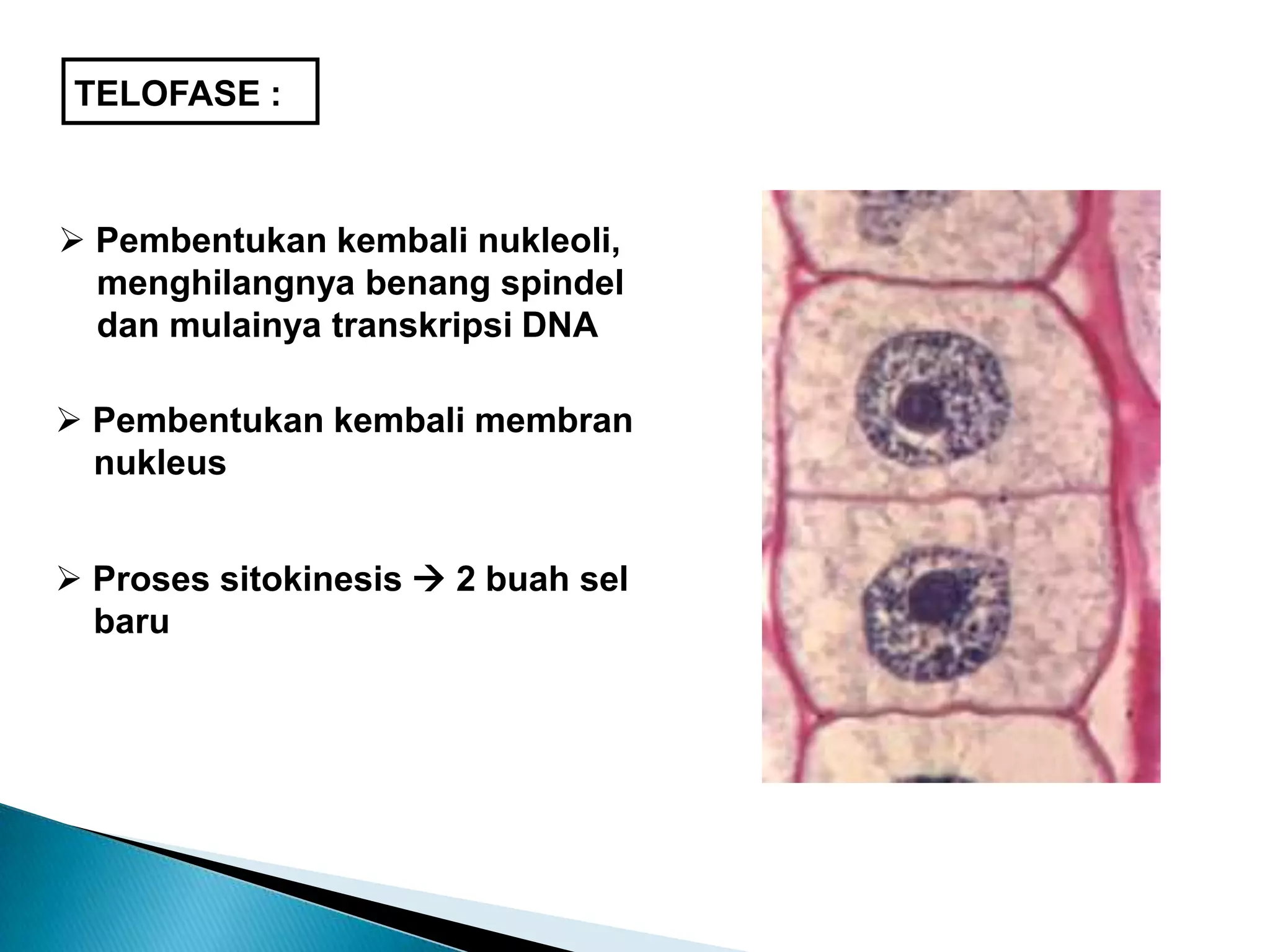 Materi Siklus sel | PPTX
