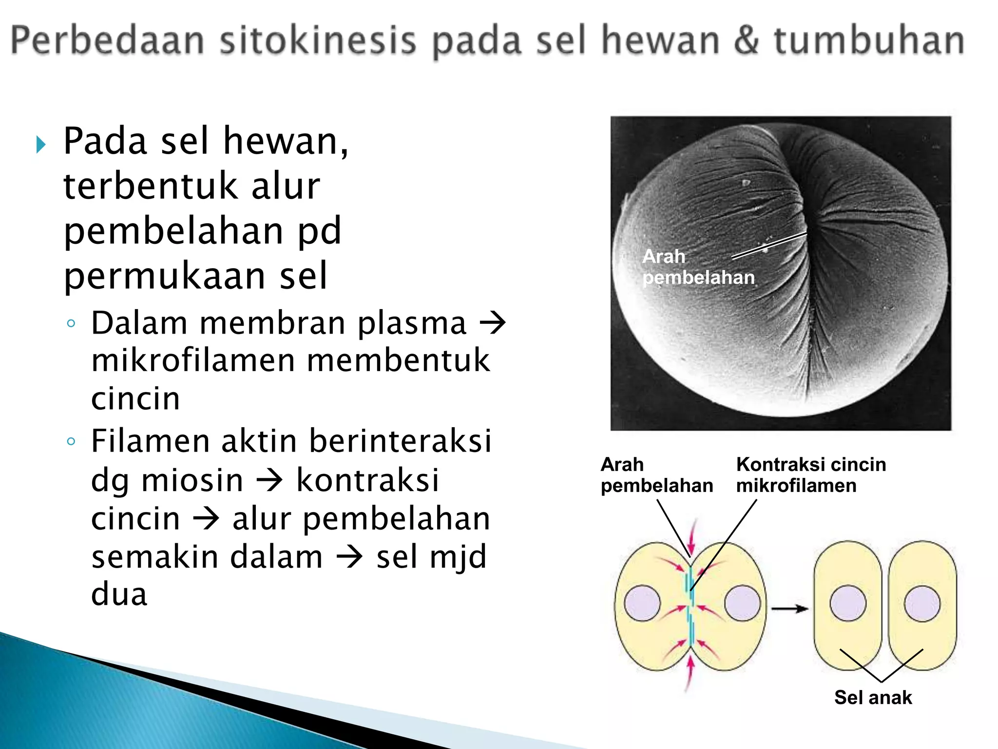 Materi Siklus sel | PPTX