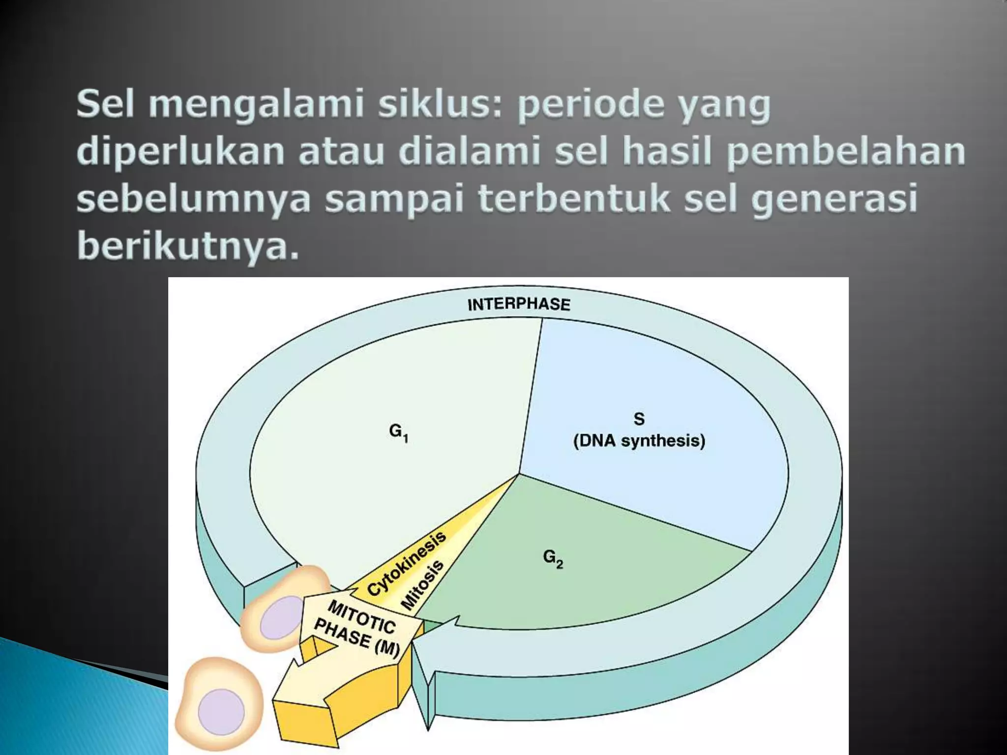 Materi Siklus sel | PPTX