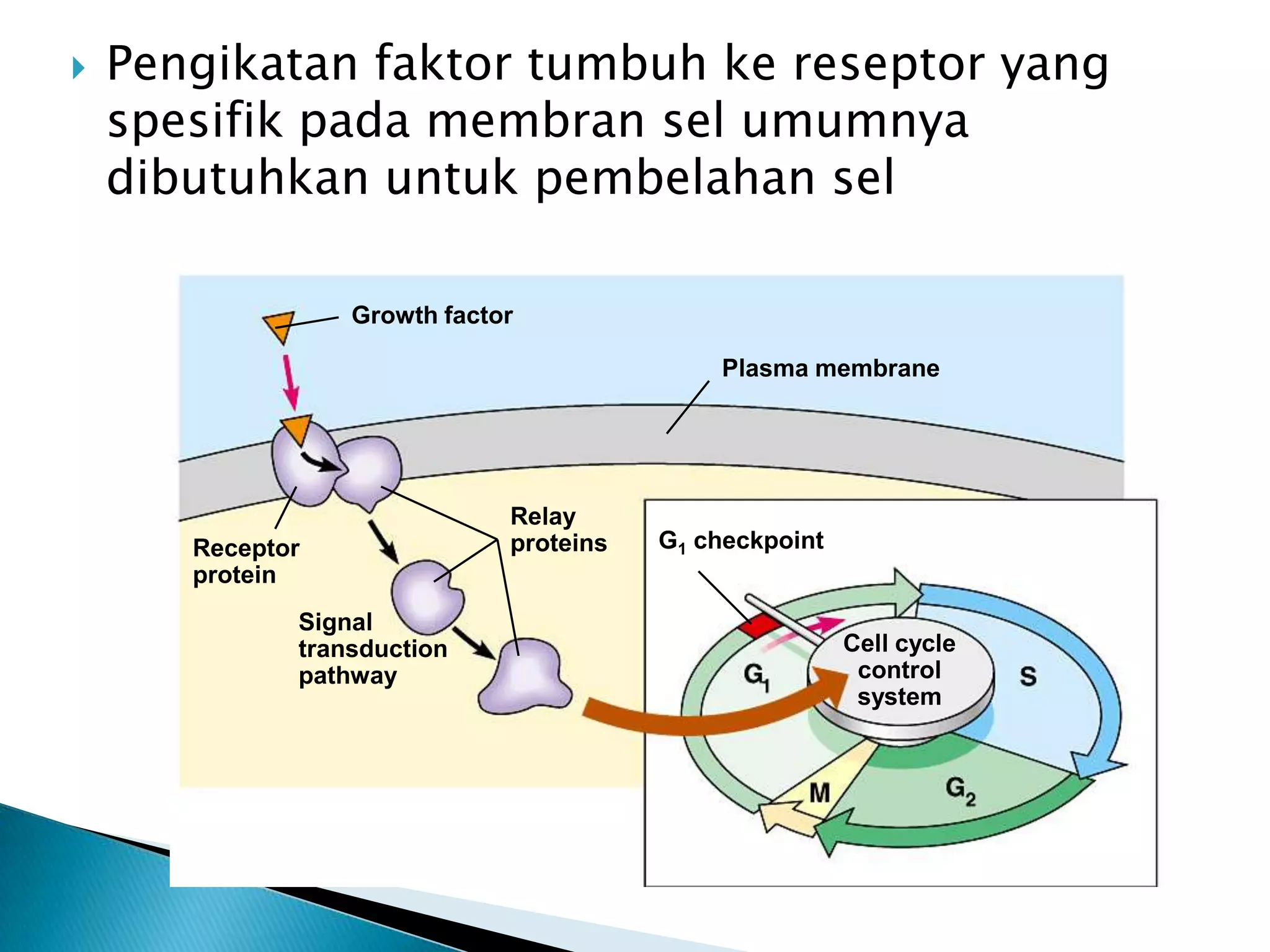 Materi Siklus sel | PPTX