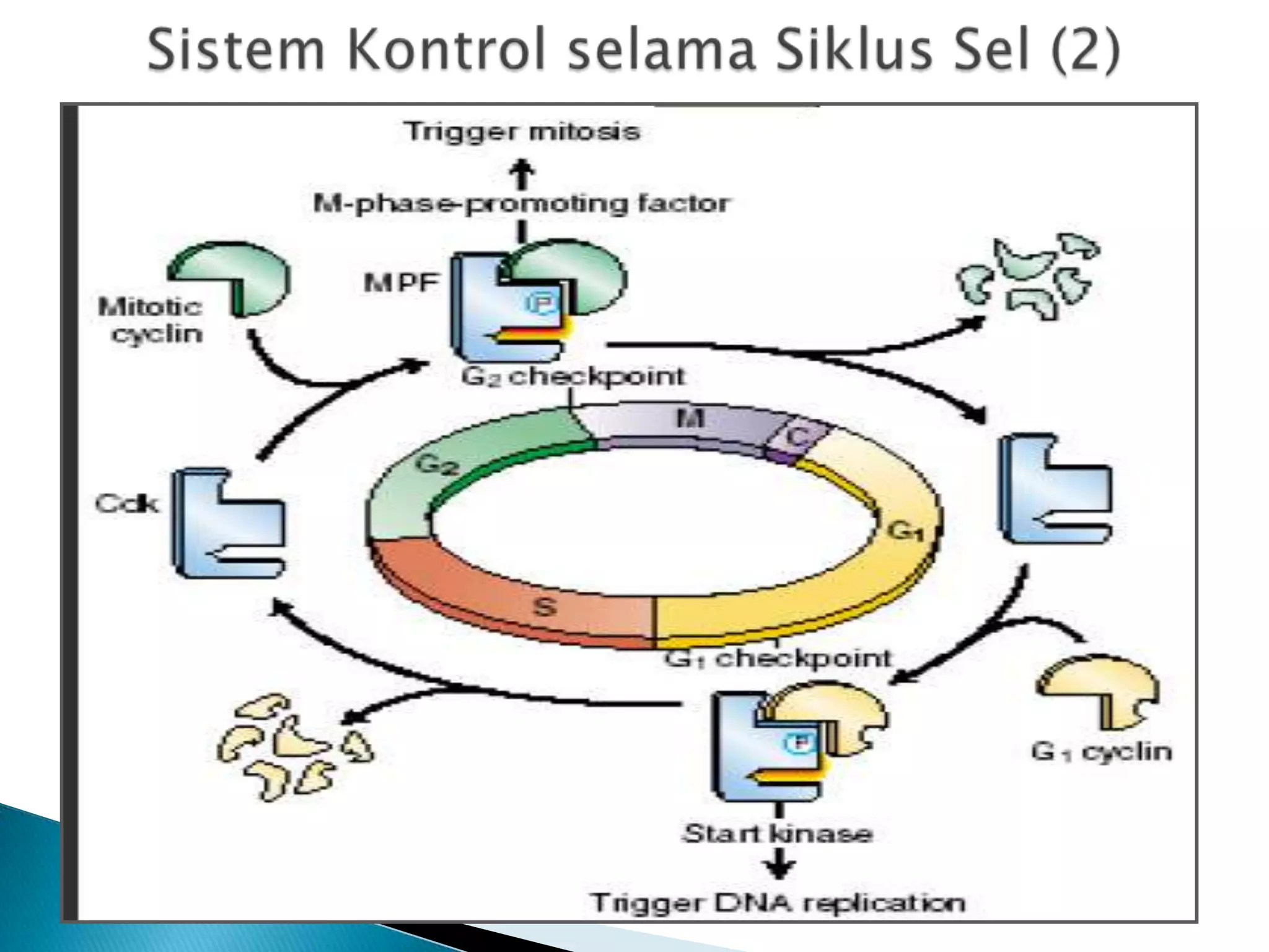 Materi Siklus sel | PPTX