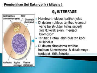 Materi Siklus sel | PPTX