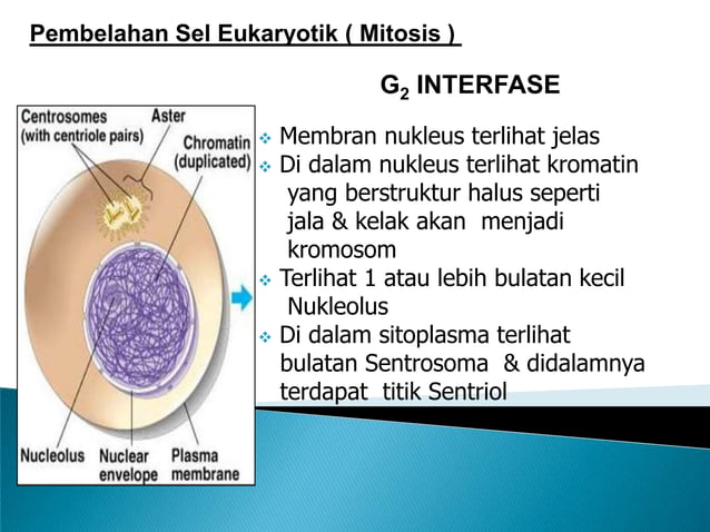 Materi Siklus sel | PPTX