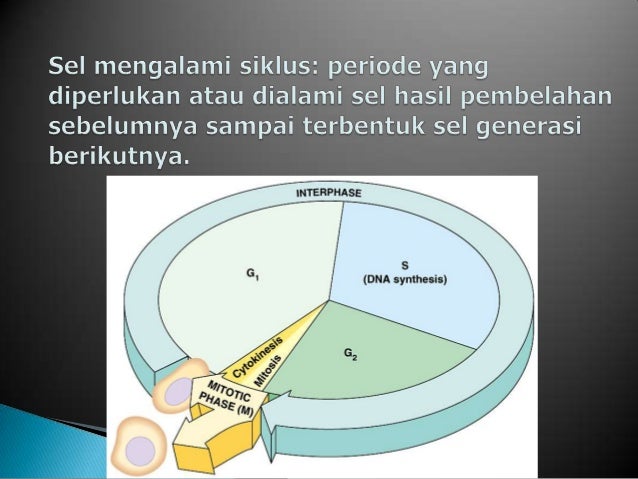 Materi Siklus sel