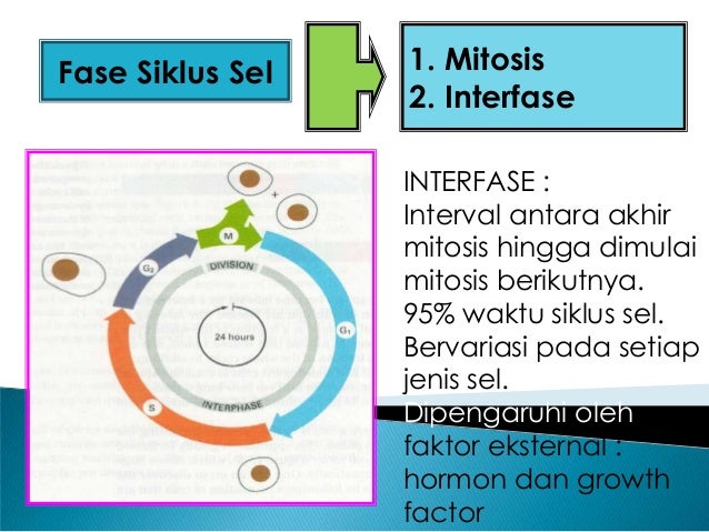 Materi Siklus sel