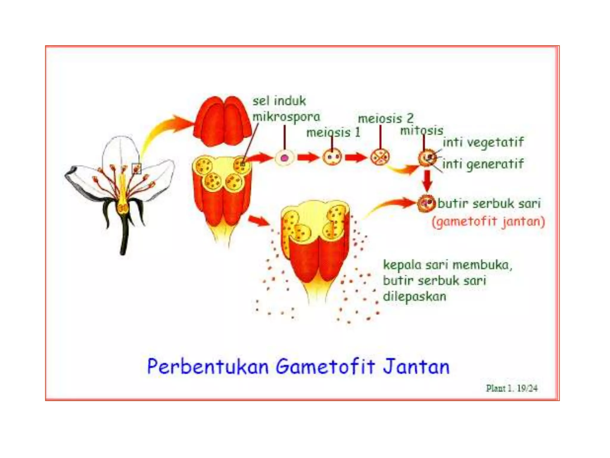 Struktur Kromosom.ppt